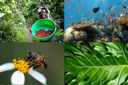Global BioTrade Facilitation Programme: Linking trade, biodiversity and ...